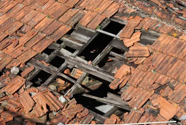 Repairing Roof Damage Caused by Unwanted Guests | Maupin Roofing